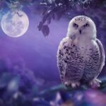 Moonstone - Moon Omens